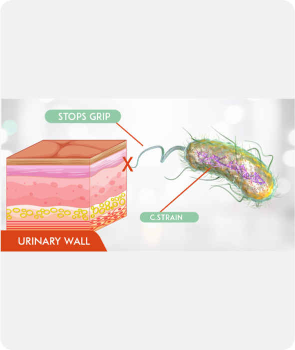 Pee Less – ExpertRemediesNatural.com